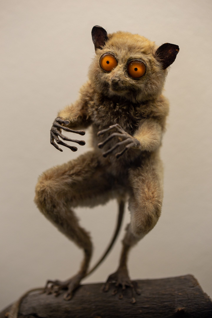 Im Senckenbergmuseum in Frankfurt - Katja Hammerschmidt - Fotografie ...